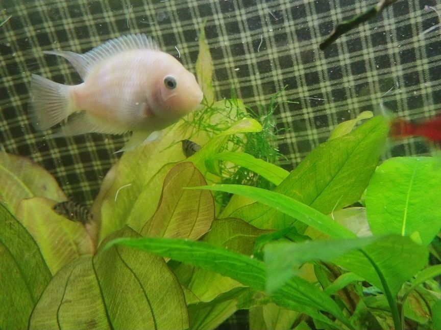 Рыба Цихлазома