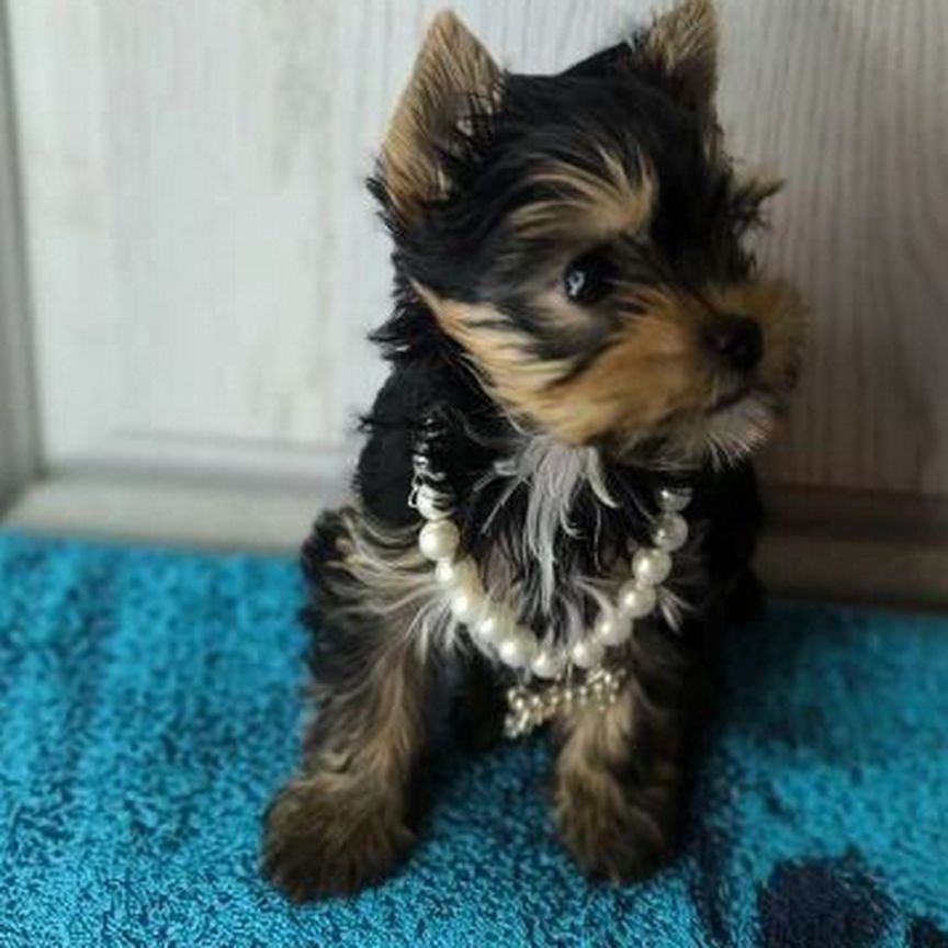 Йоркширский терьер, щенок