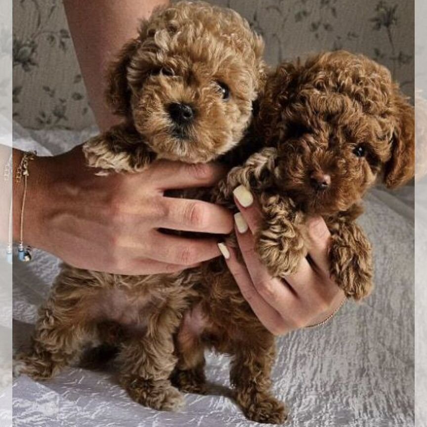 Мальтипу, щенок