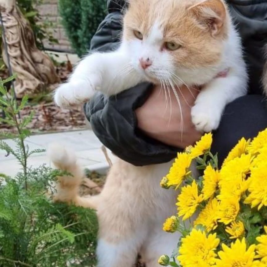 Котик в добрые руки