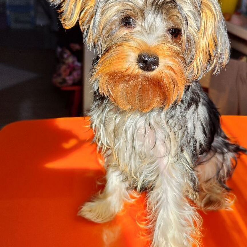 Йоркширский терьер