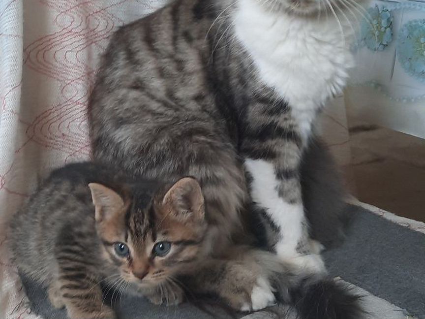 Котята в добрые руки бесплатно