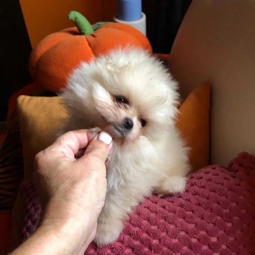 Щенки шпица