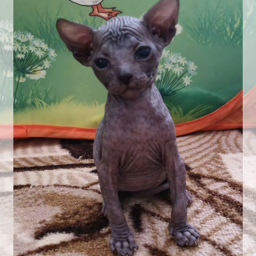 Донской сфинкс котёнок