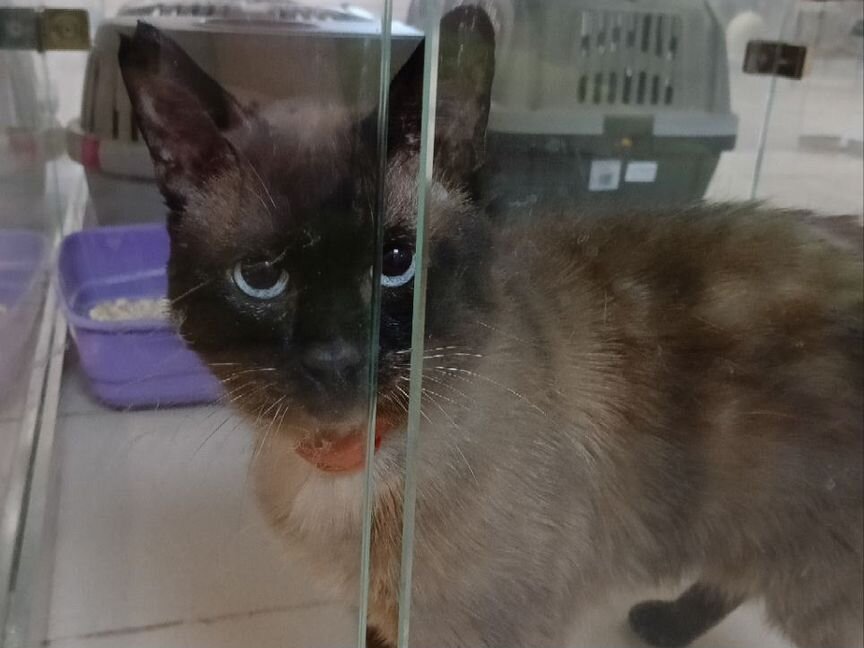 Тайский котик Бим в добрые руки