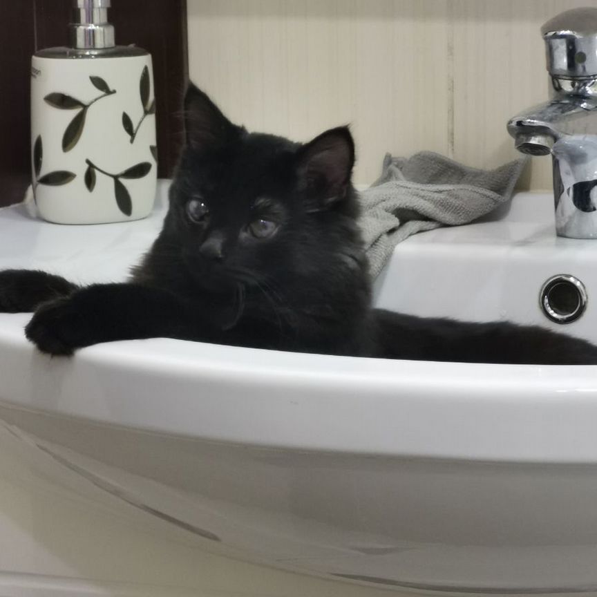 Котёнок в добрые руки