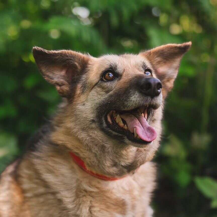 Отдам собаку в любящие руки