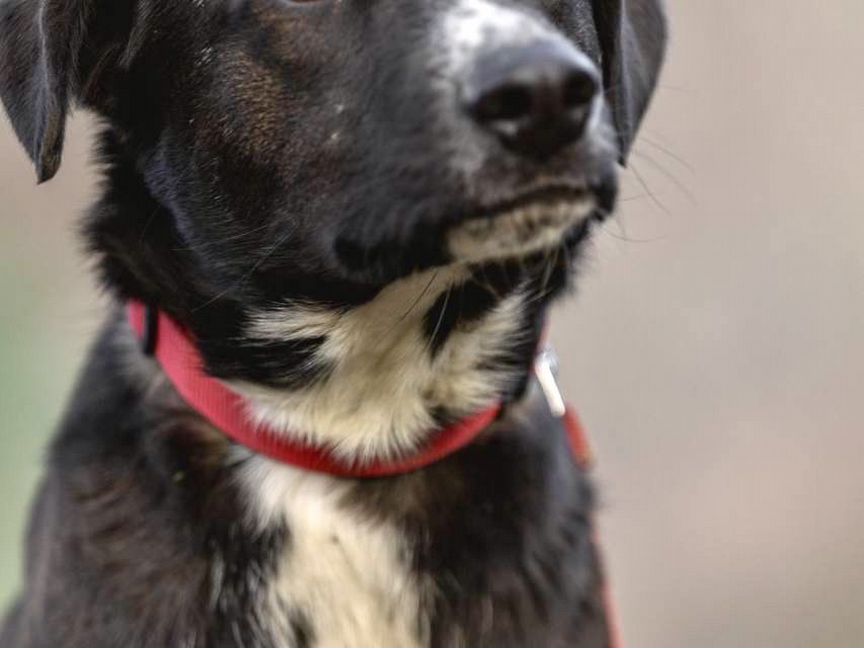 Песик ищет дом