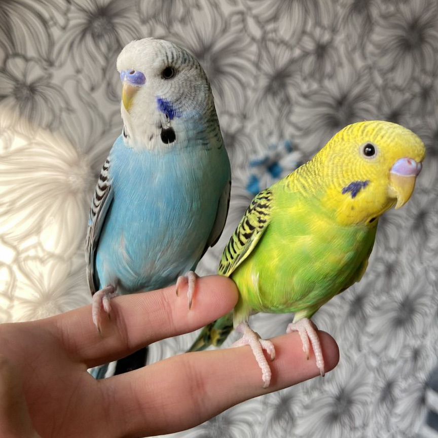 Ручные вонистики клетка корм и все что на фото