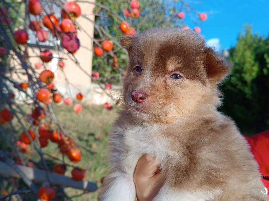 Австралийская овчарка