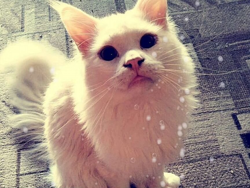 Мейн-кун вязка