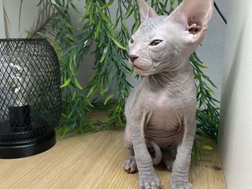 Донской сфинкс