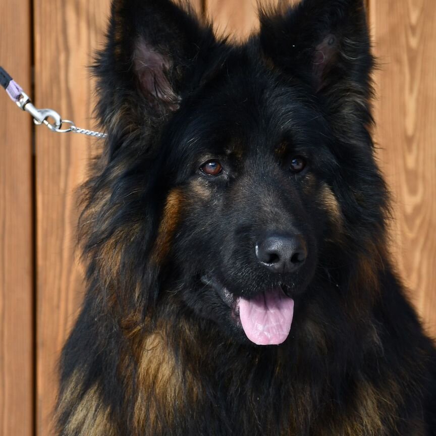 Мощная красотка - немка длинношерстная