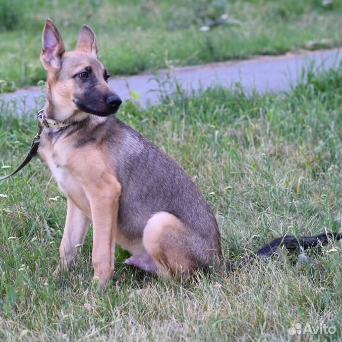 Метис овчарки, щенок 4 мес. ищет дом