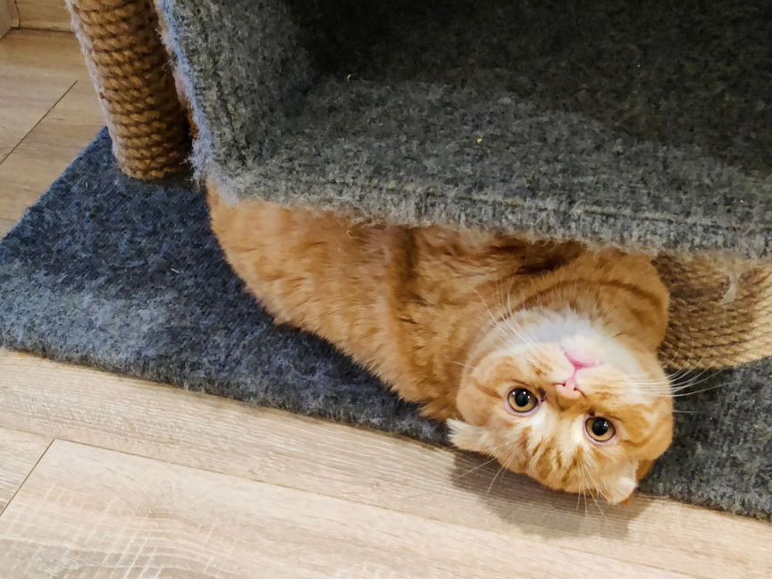 Рыжий котенок вислоухий