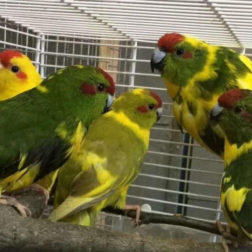 Попугай Какарики