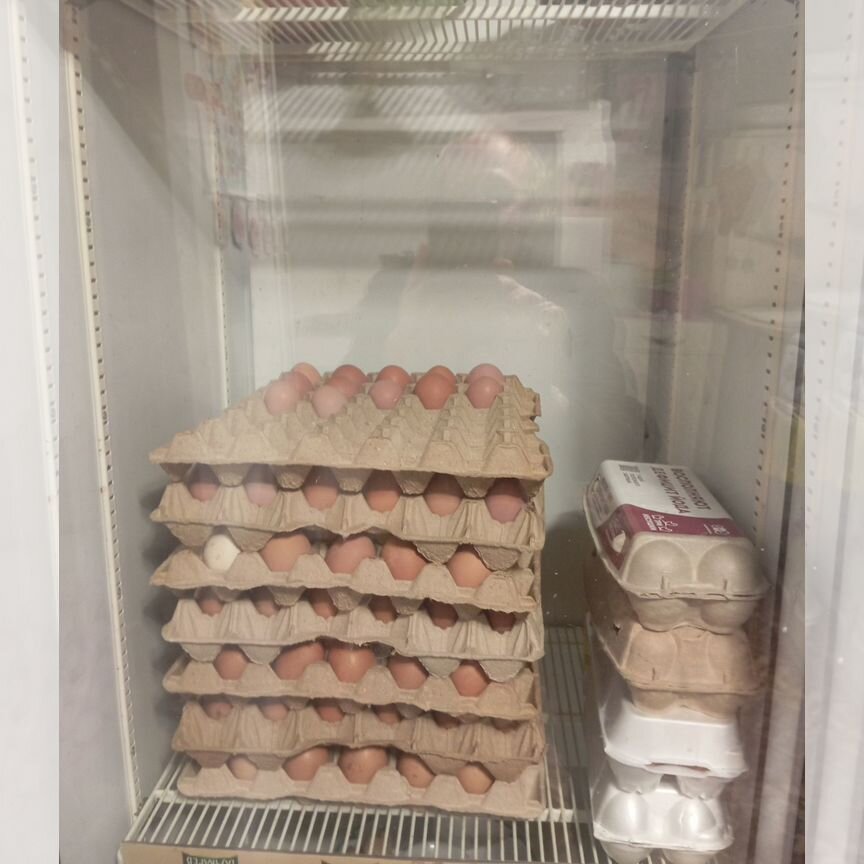 Куры. Домашние куриные яйца