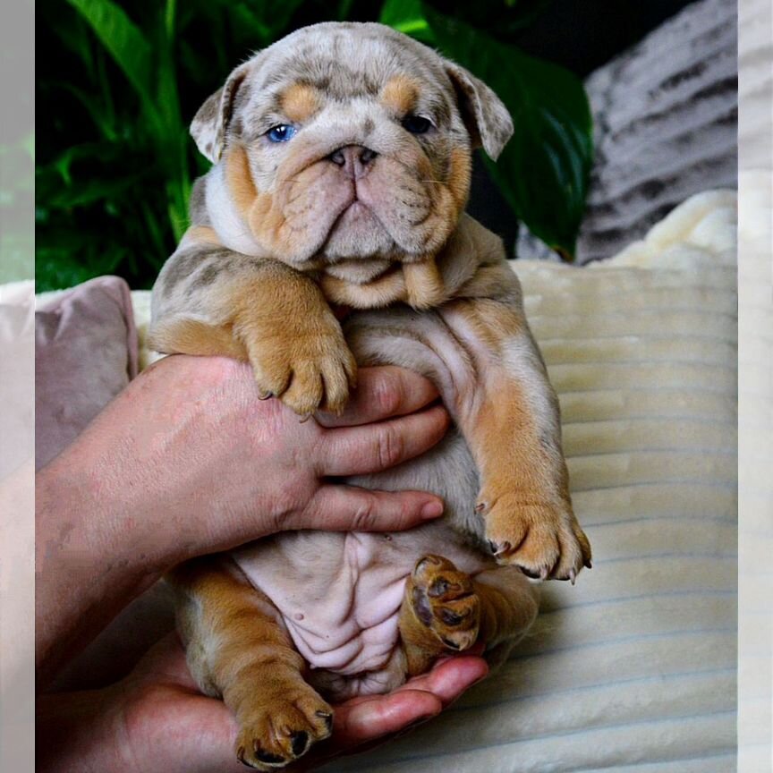 Английский бульдог, щенок