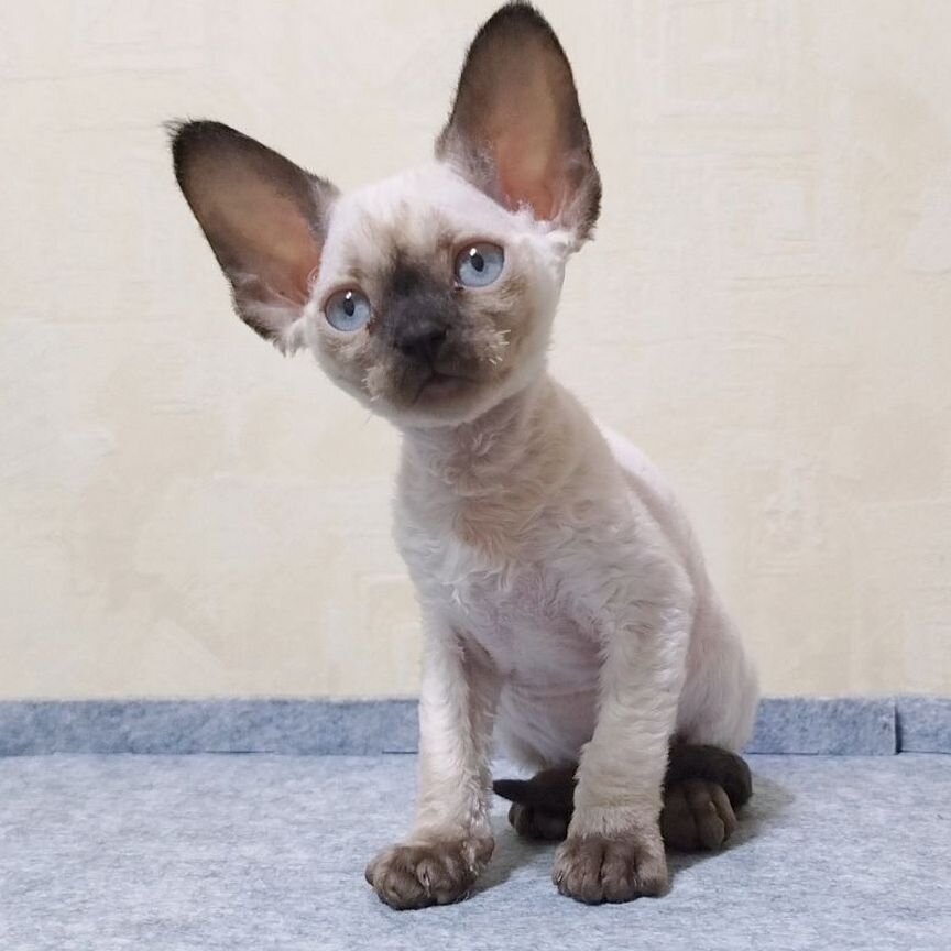 Девон-рекс котёнок