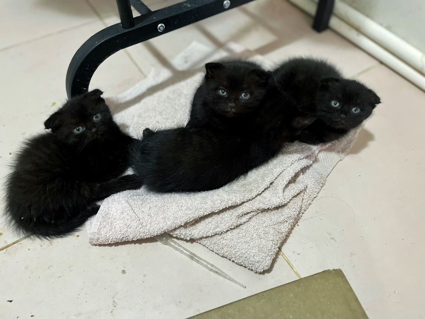 Шотландские вислоухие котята