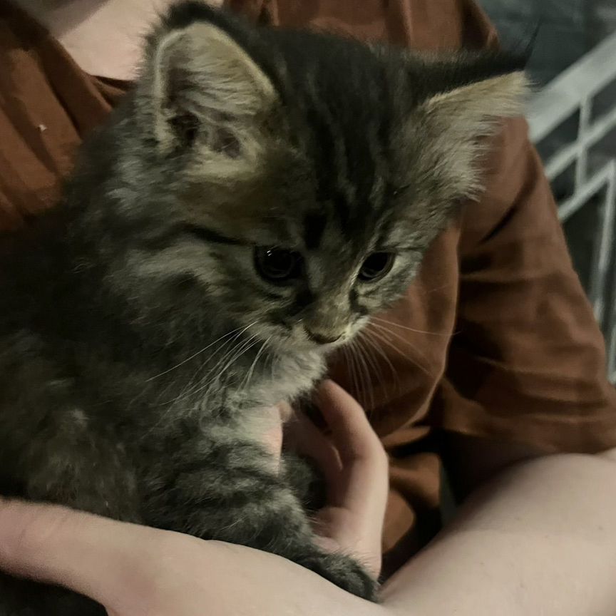 Котёнок в добрые руки