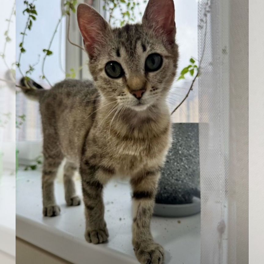 Котёнок в добрые руки
