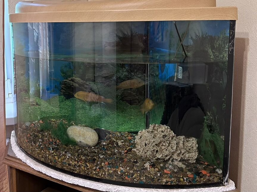 Аквариум, рыбки