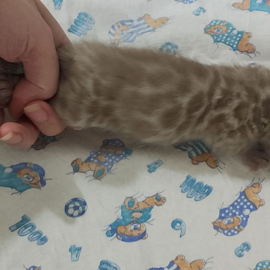 Бенгальские котята