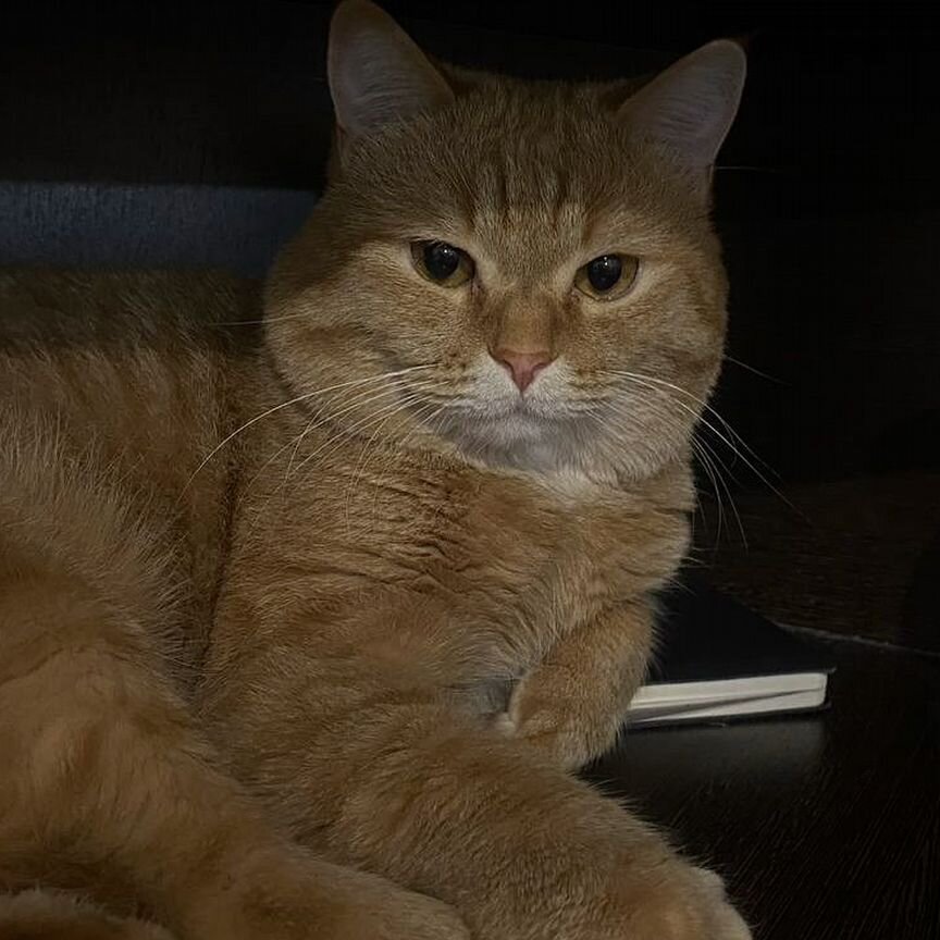 Взрослый кот в добрые руки