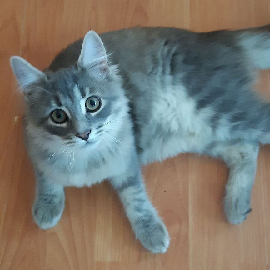 Котик