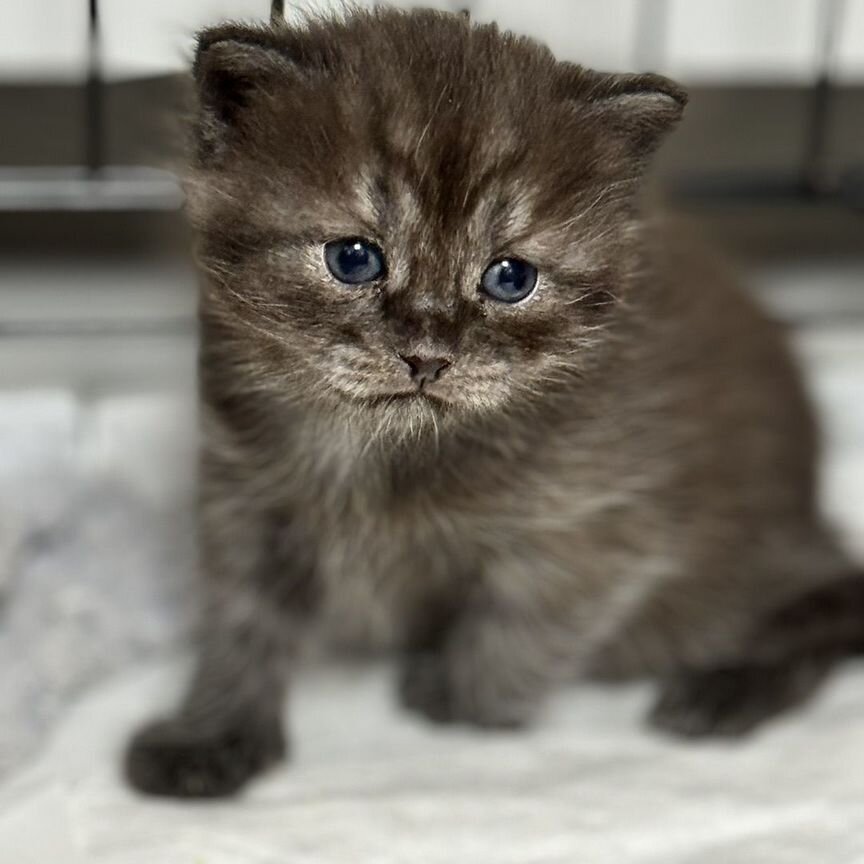 Шотландская