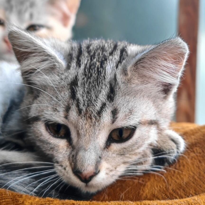 Котенок царапкин