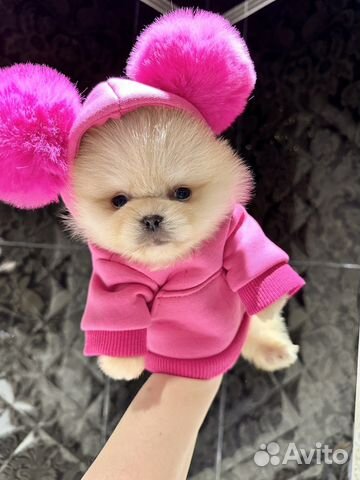 Самая маленькая собачка шпиц