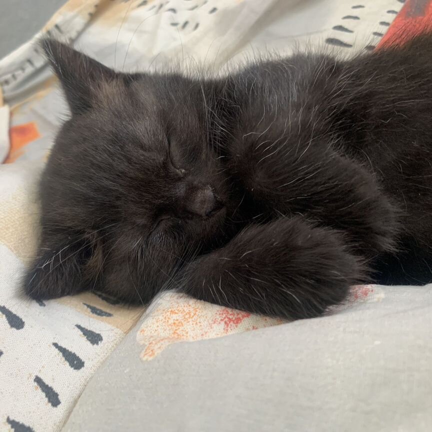 Отдам котенка (мальчика) в добрые руки