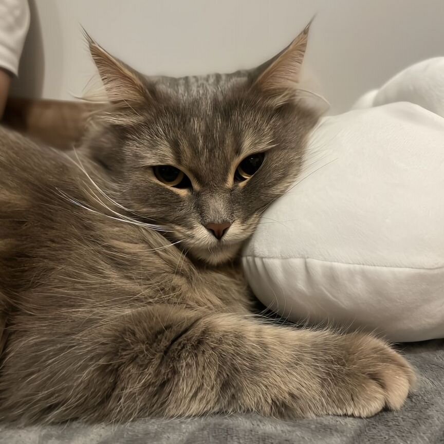 Котик в добрые руки