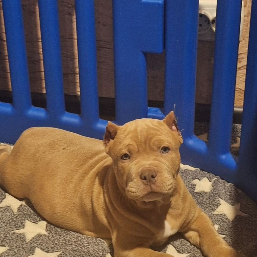 Амбулли мальчик (предположительно покет)