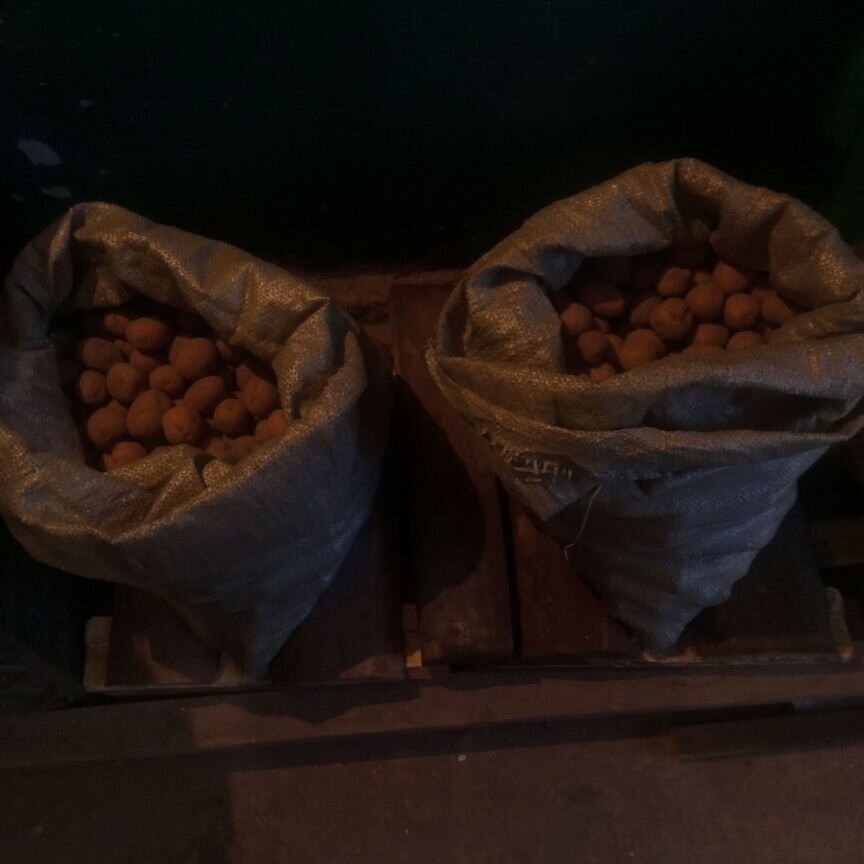 Картофель на корм скоту