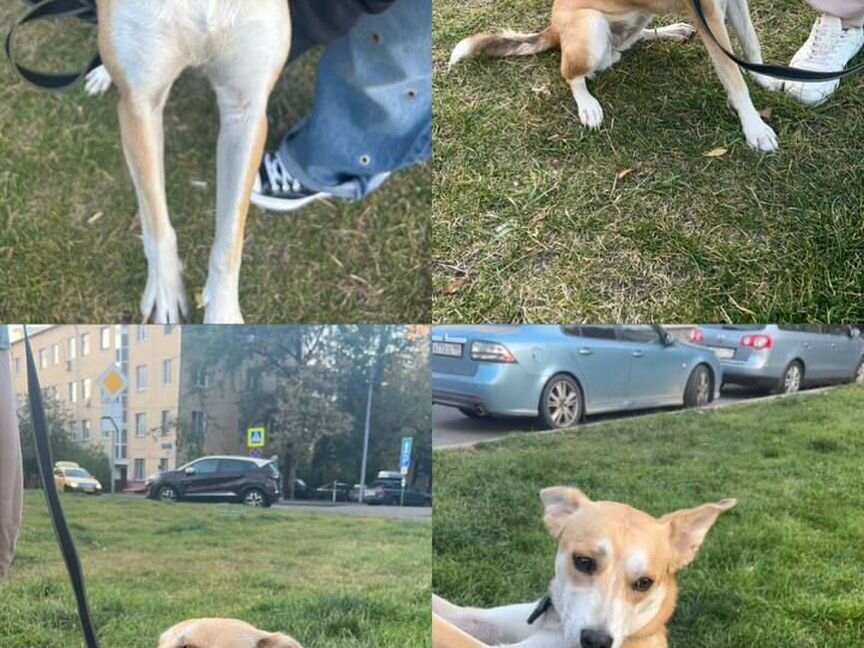 Собака в добрые руки