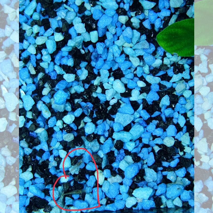 Аквариумные креветки прозрачные бесплатно