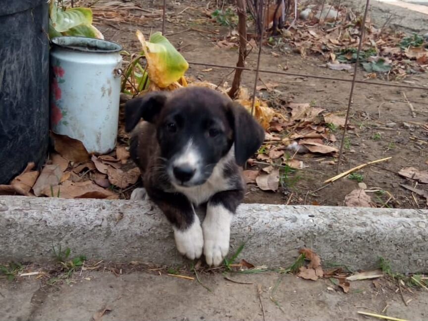 Девочка вырастет маленькой