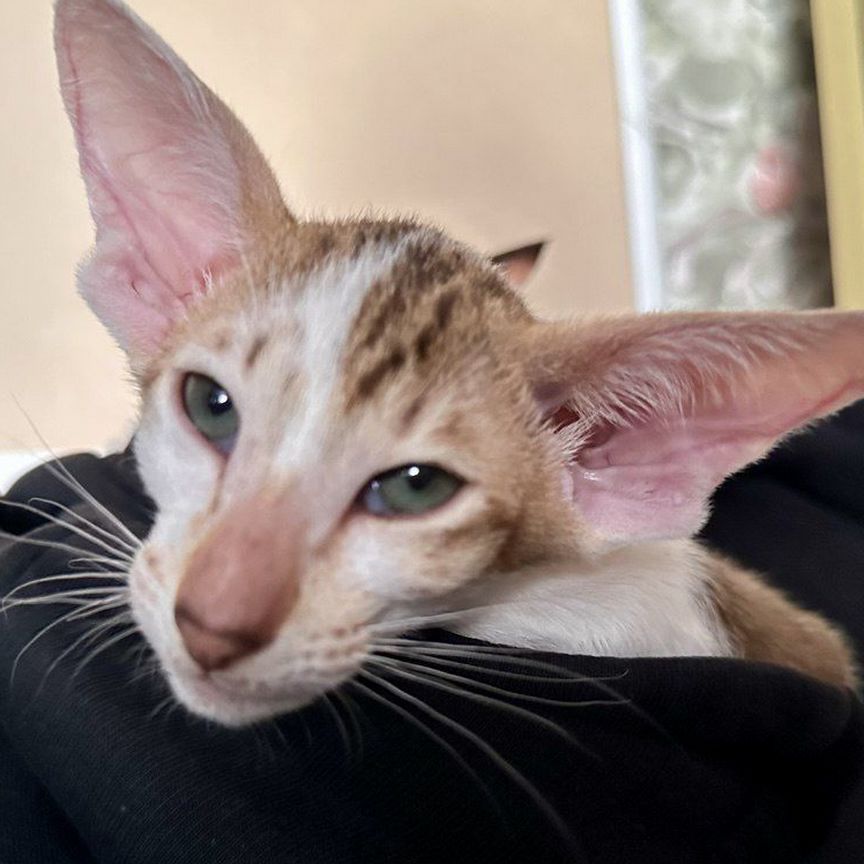 Ориентальный котёнок