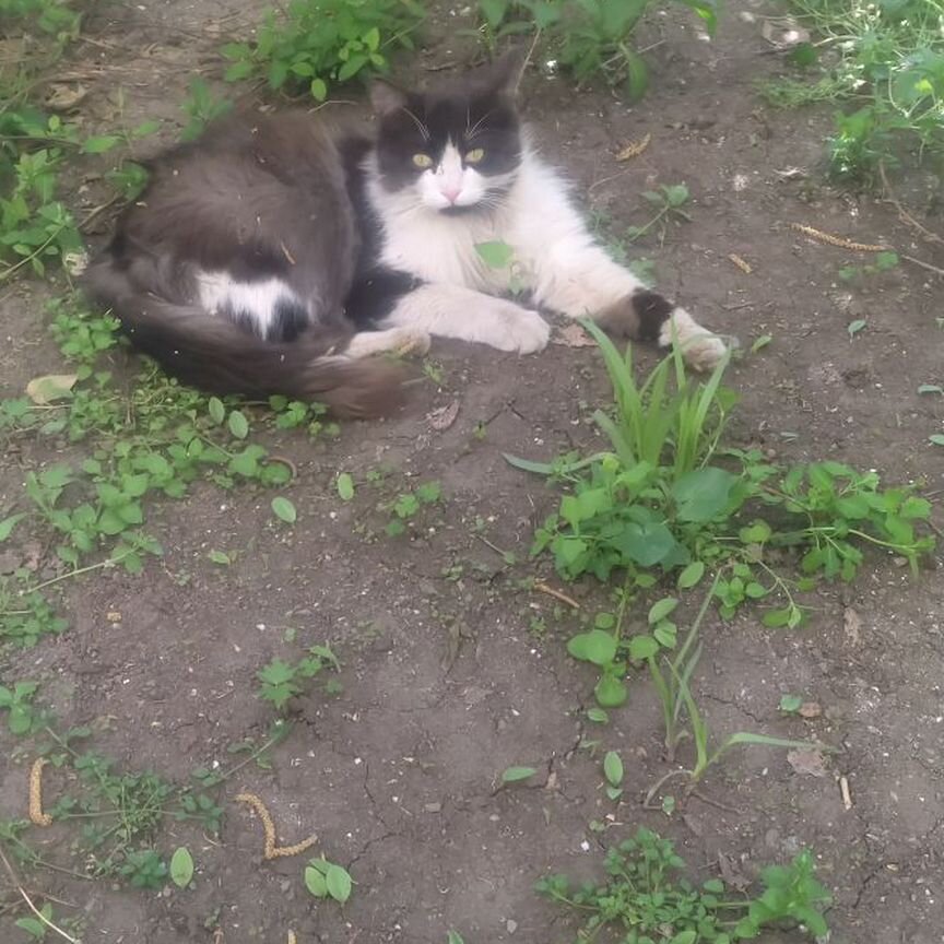Кот