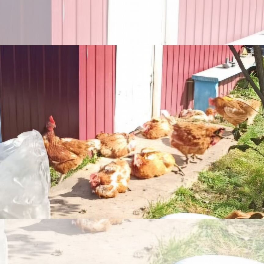 Куры несушки продам