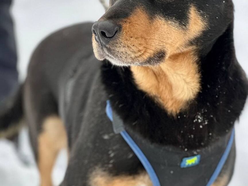 Собака в добрые руки