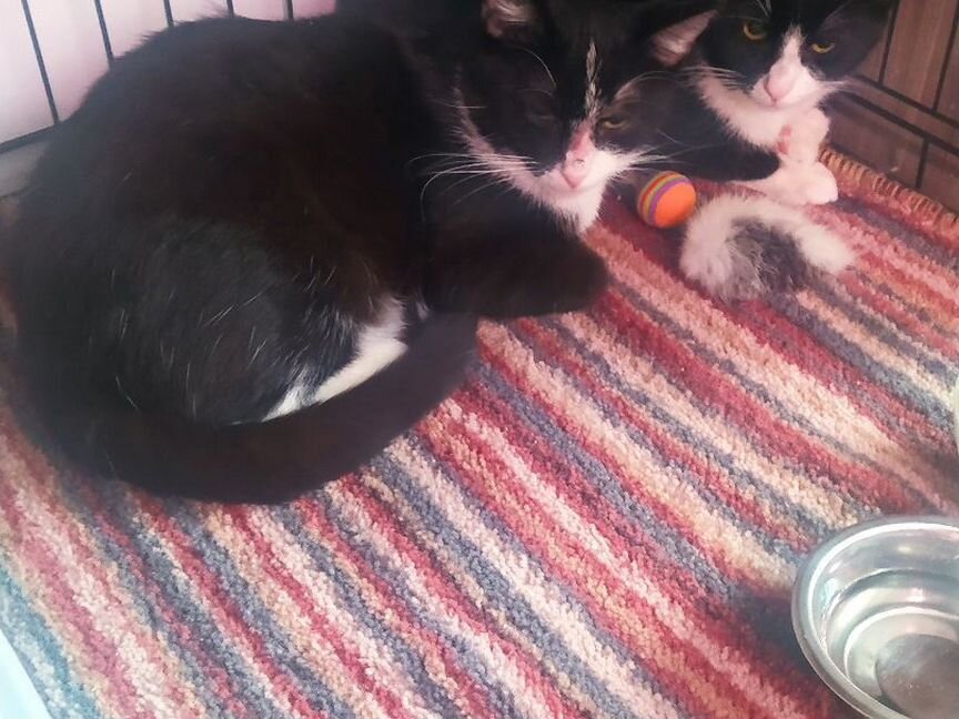 Братья Беня и Веня