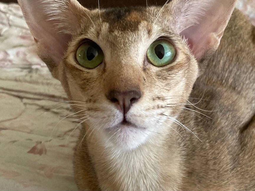 Ориентальная кошка