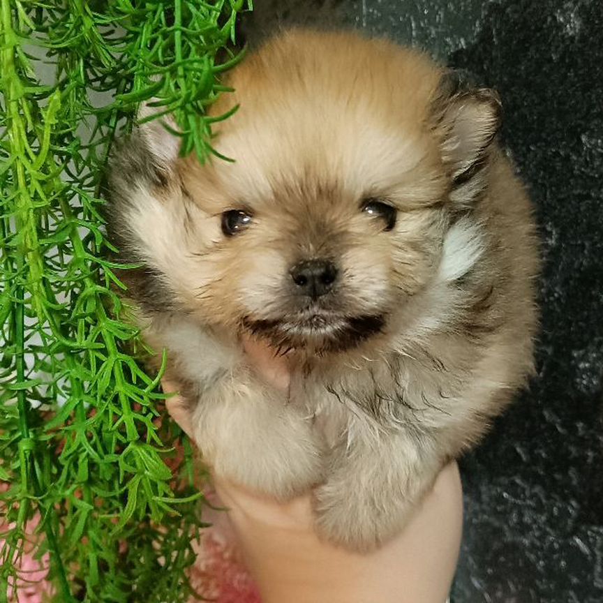 Померанский шпиц, щенок