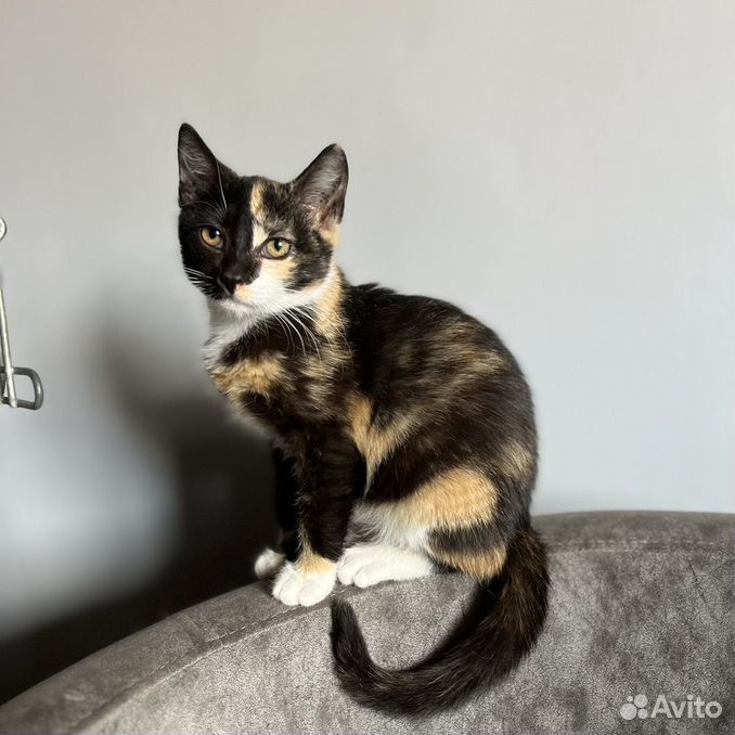 Котенок черепахового окраса 4 месяца