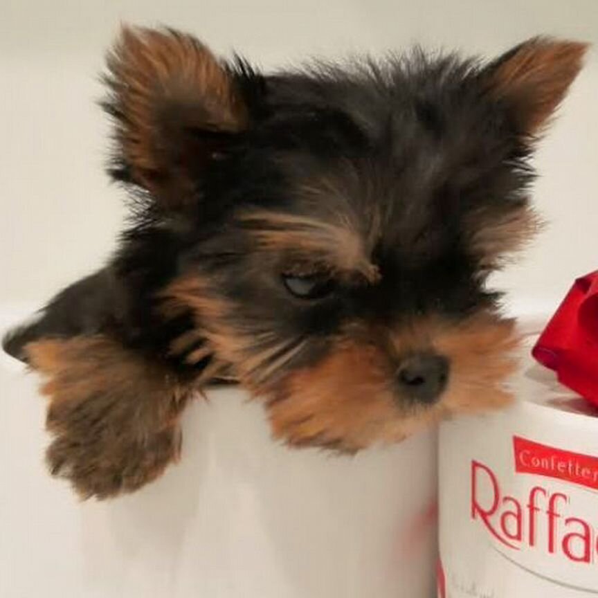 Йоркширский терьер щенки