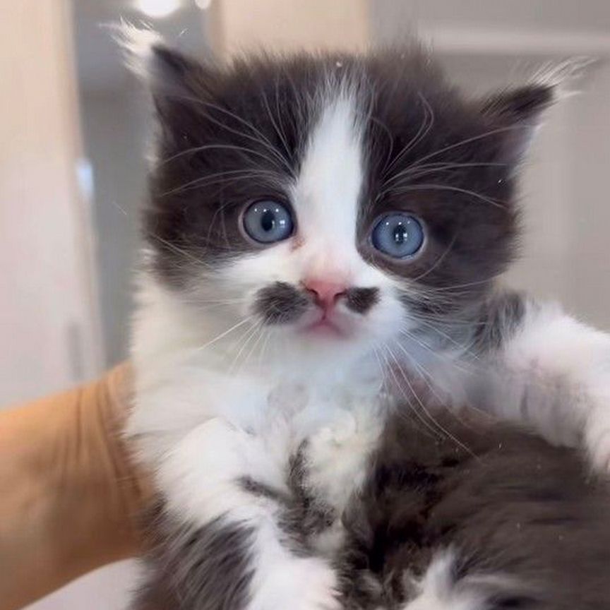 Пушистый котёнок